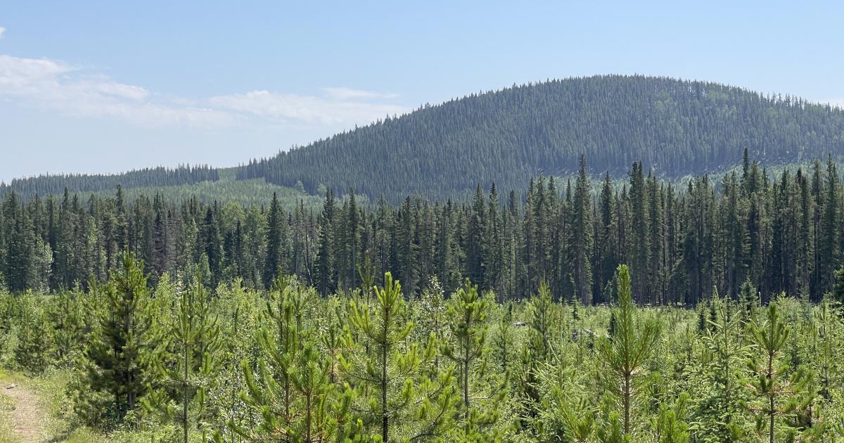 Alberta | West Fraser Timber Co.