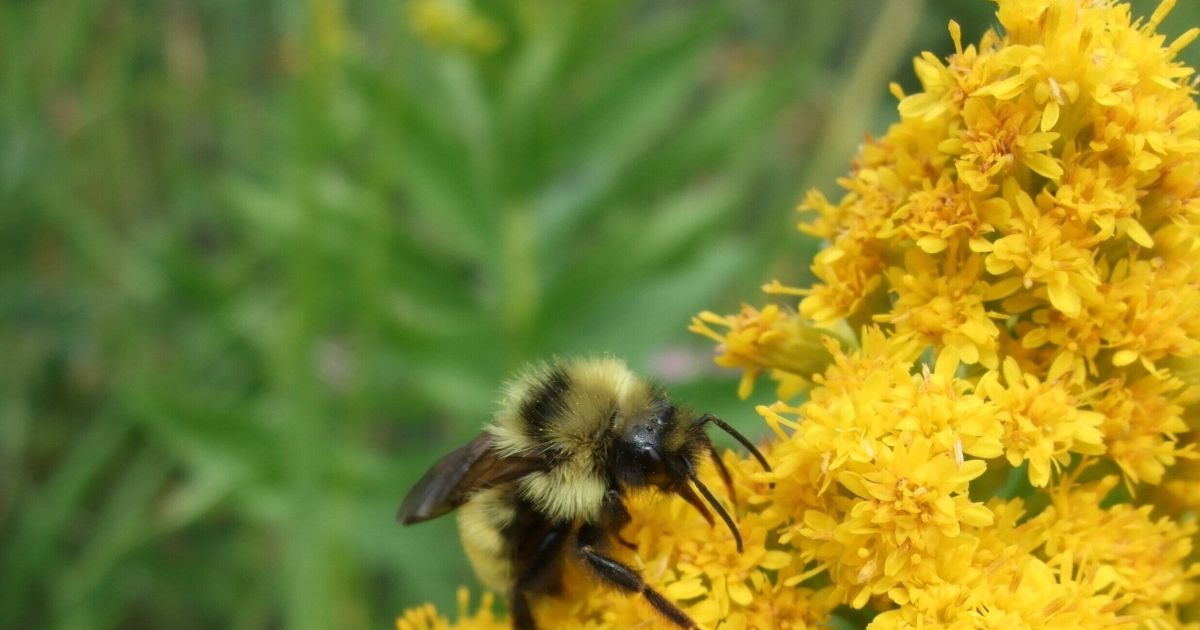 Alberta Native Bee Research: Opportunities for Biodiversity | West ...